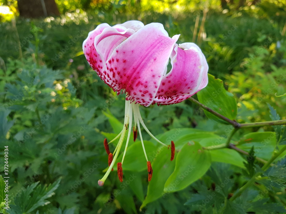 Lilium Speciosum var. rubrum, Liliaceae family Stock Photo | Adobe Stock