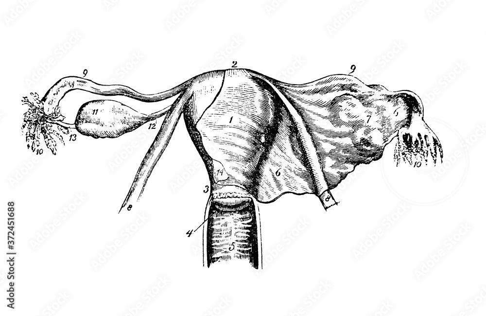 Female reproductive system in the old book Human body anatomy by Dr ...