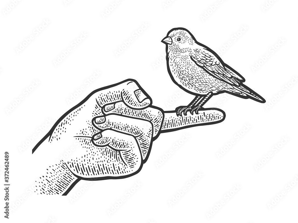 canary pet bird sitting on a finger sketch engraving vector ...