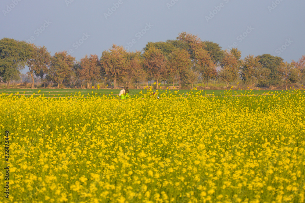 The mustard plant is a plant species in the genera Brassica and Sinapis ...