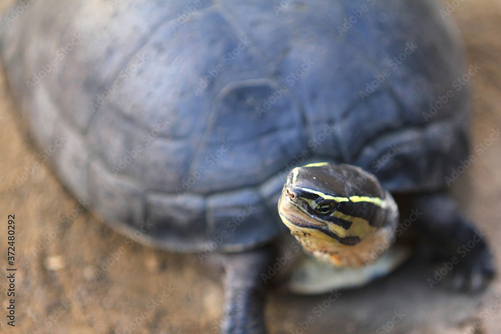 Foto de Southeast Asian box turtle is a species of Asian box turtle. do ...