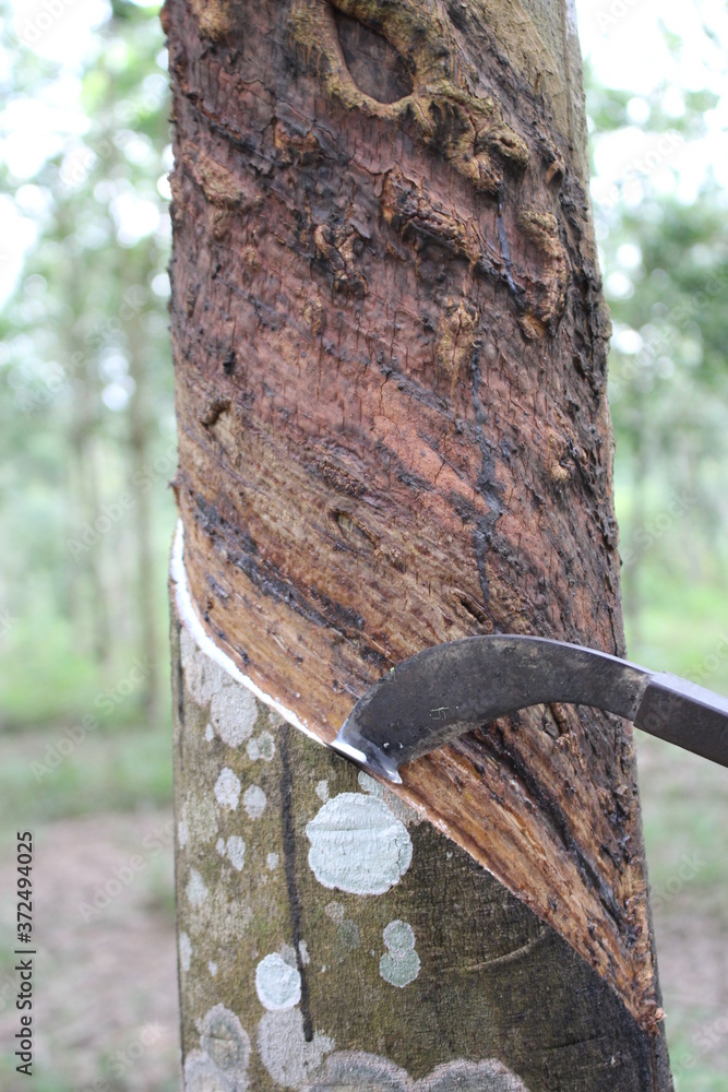 Rubber tapping Rubber plantation and tapping equipment Stock Photo ...