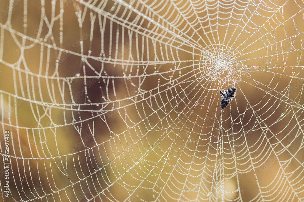 Spider web caught small fly in sun rays covered by dew. Stock Photo ...