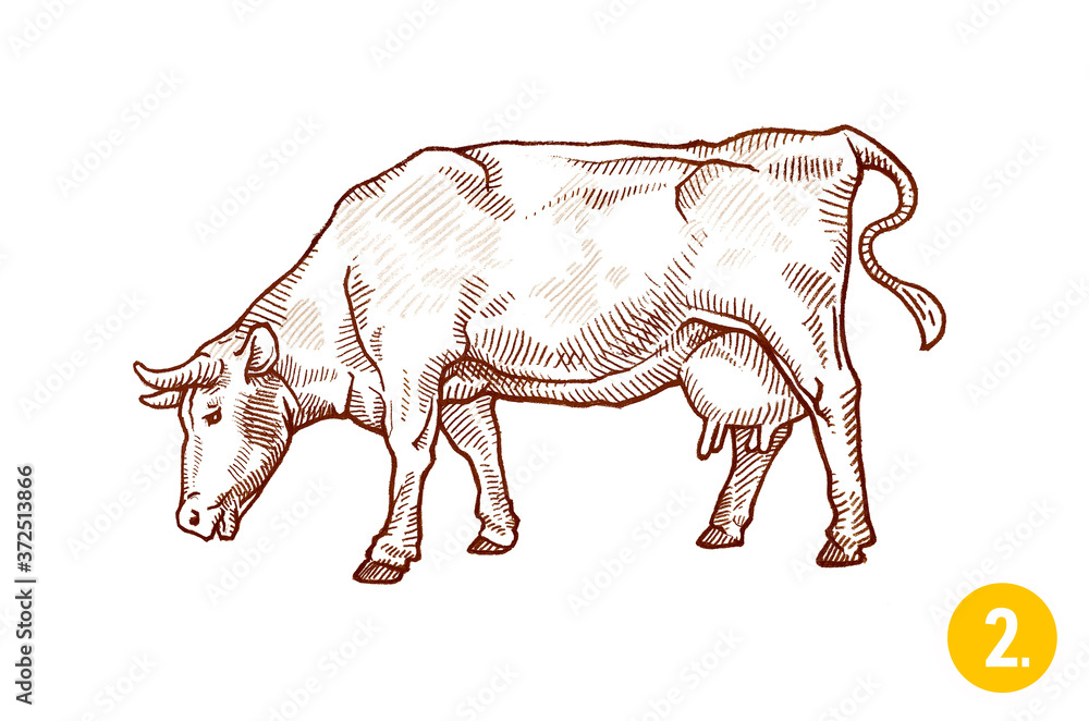 Cow in graphic style from hand drawing image. Stock Illustration ...