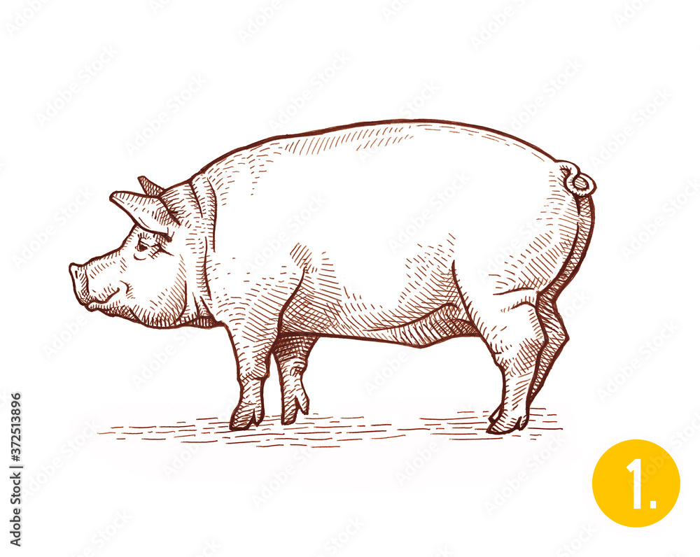 Illustration of pig in graphic style, hand drawing illustration. Stock ...