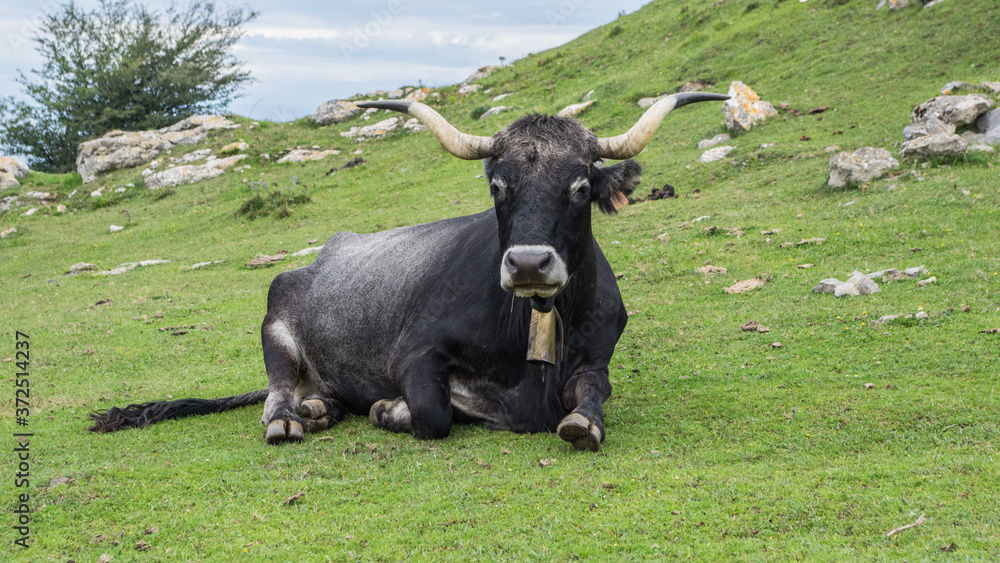 Vaca Tudanca, ejemplar de raza tradicional española de ganado bovino de ...