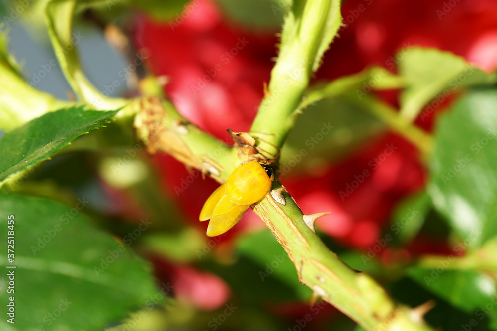 Ladybug Baby larva Stages. Pupa, Larvae Stages of Ladybug on plant ...