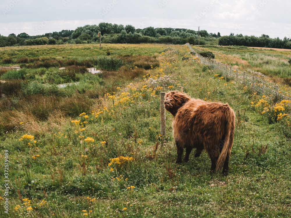 Cow looking back at camera with tongue out Stock Photo | Adobe Stock