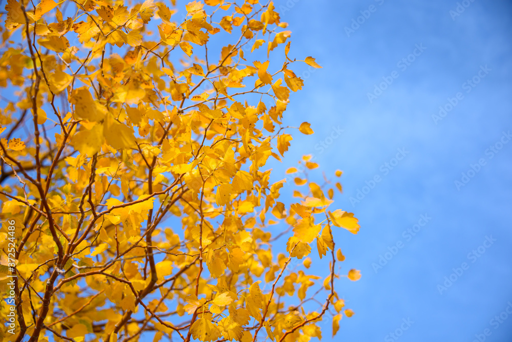 Beautiful golden trees at Jinta Desert Populus Euphratica Huyang forest ...