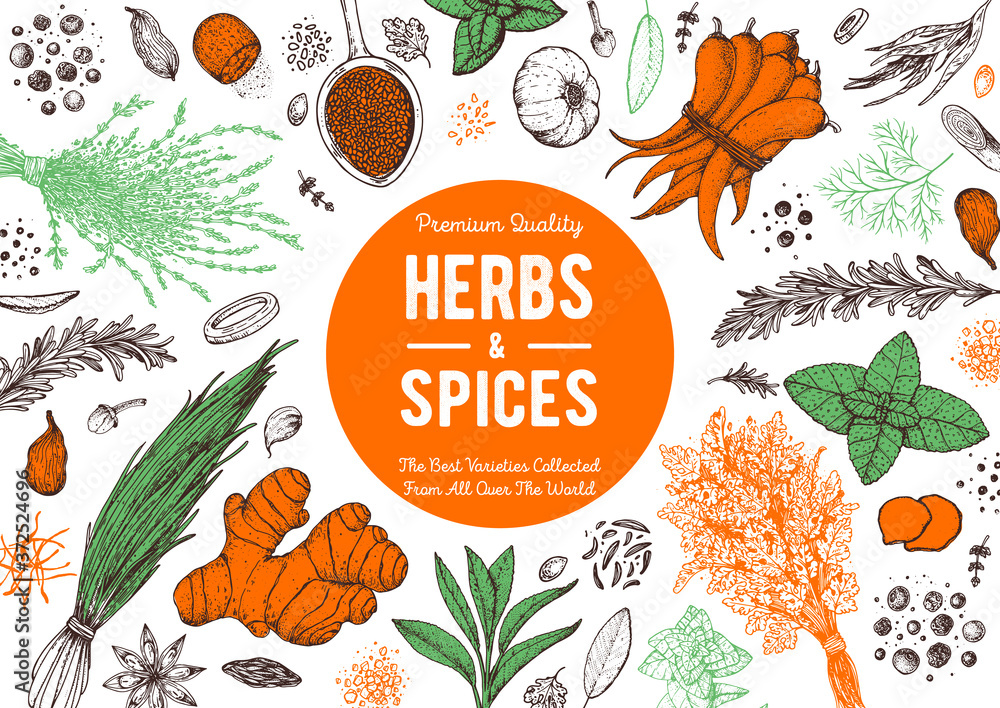 Herbs and spices hand drawn vector illustration. Aromatic plants. Hand ...