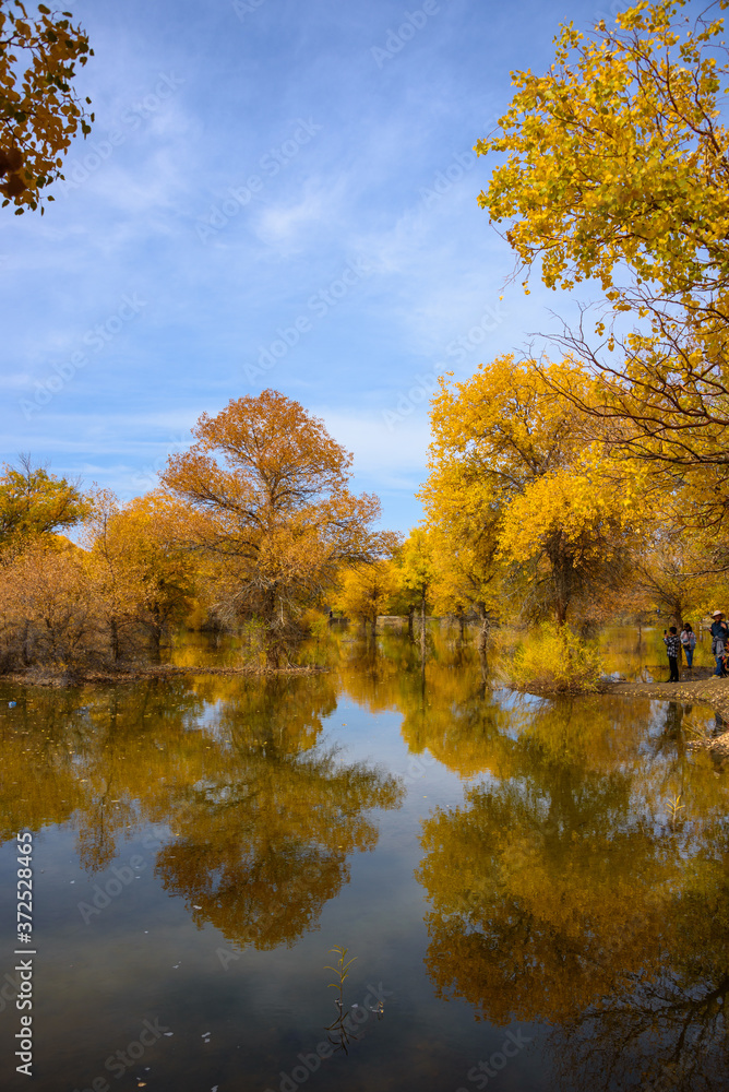Beautiful golden trees at Jinta Desert Populus Euphratica Huyang forest ...