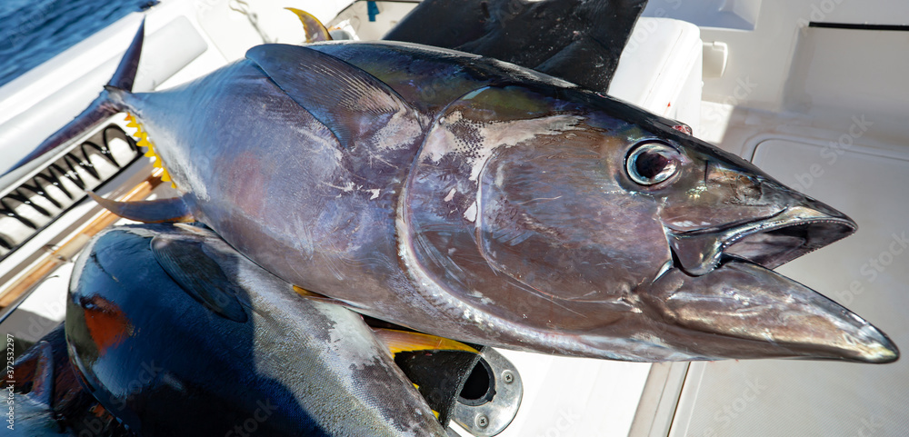 Yellowfin tuna fish on Board the yacht after sea fishing. Stock Photo ...