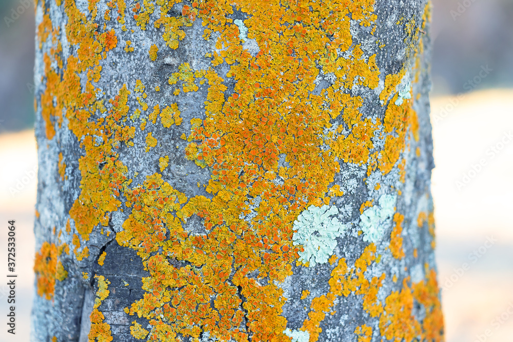 Detail of fungus on the bark of a tree. The bark of trees is often used ...