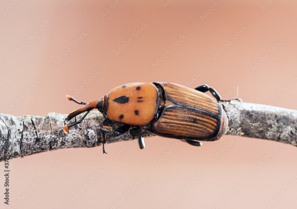 Rhynchophorus ferrugineus asian sago palm weevil beetle of large size ...
