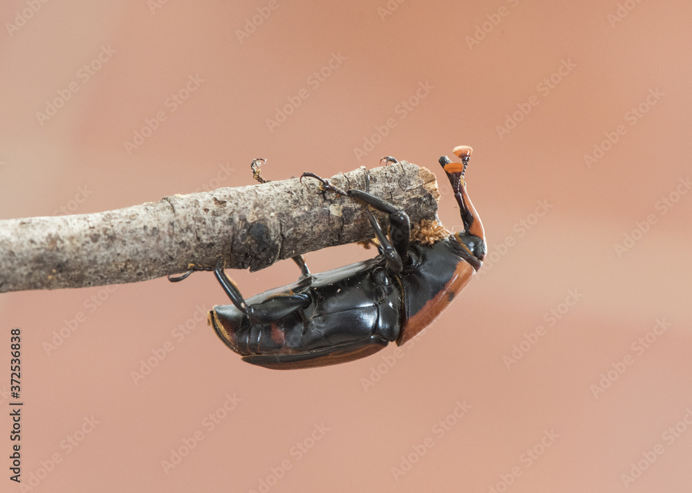 Rhynchophorus ferrugineus asian sago palm weevil beetle of large size ...