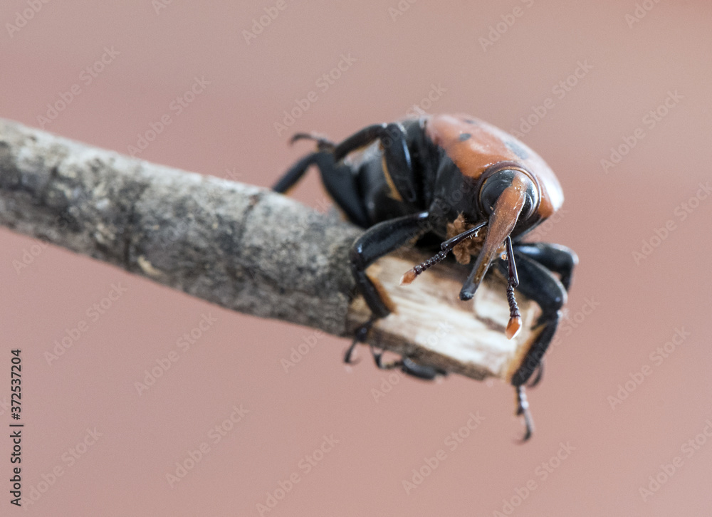 Rhynchophorus ferrugineus asian sago palm weevil beetle of large size ...