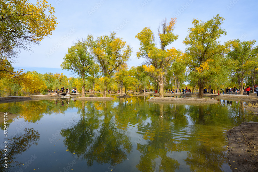Beautiful golden trees at Jinta Desert Populus Euphratica Huyang forest ...