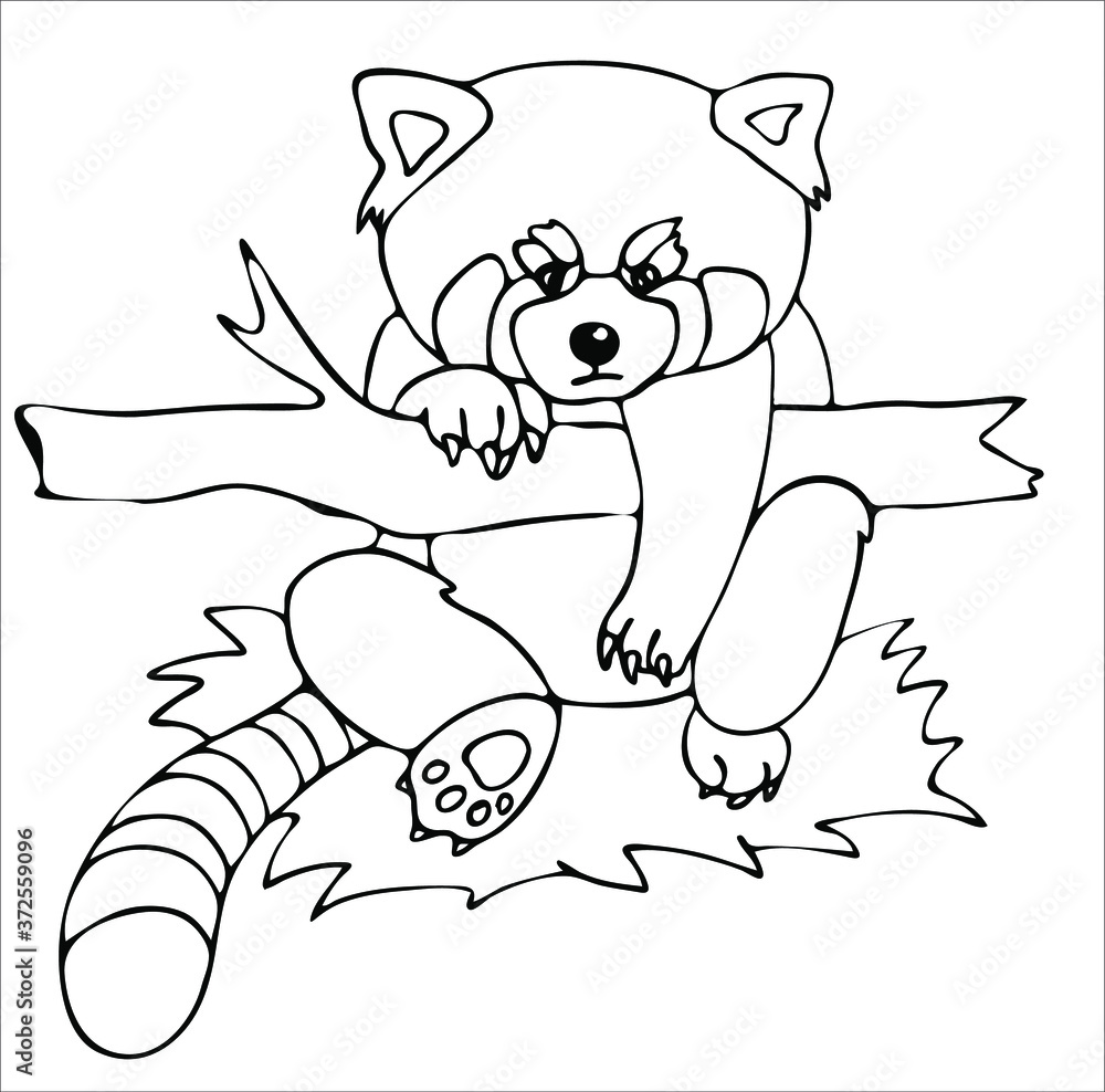 the red Panda is sitting in a tree and is angry.A discontented look ...