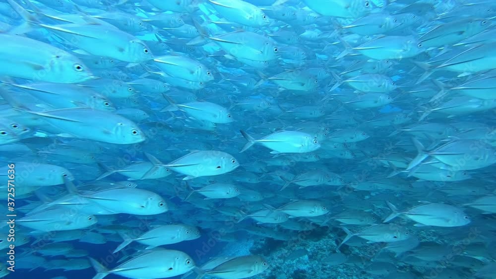 Slow motion shot school of tuna tunny fish on the blue background of ...