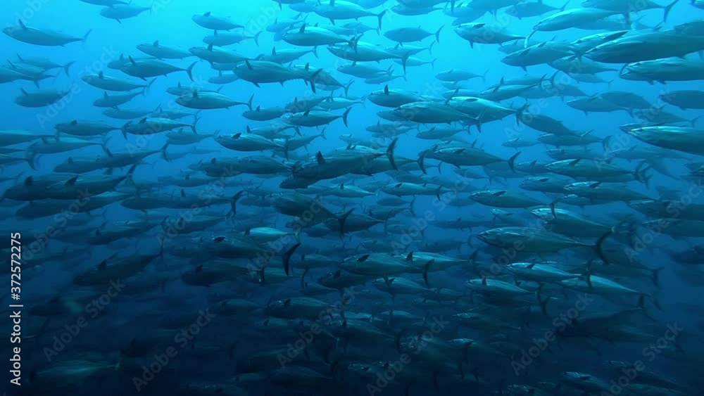 Slow motion shot school of tuna tunny fish on the blue background of ...
