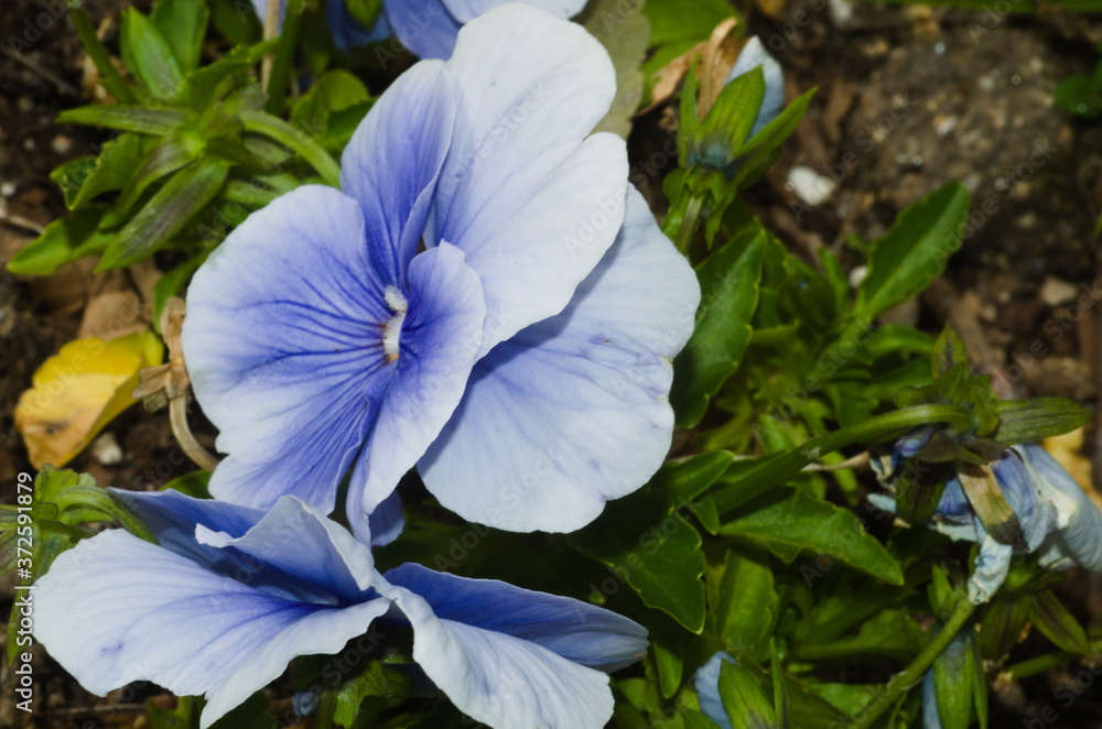Edging Lobelia These Beautiful Gems Of The Garden While Not Large In Edging Lobelia These Beautiful Gems Of The Garden While Not Large In