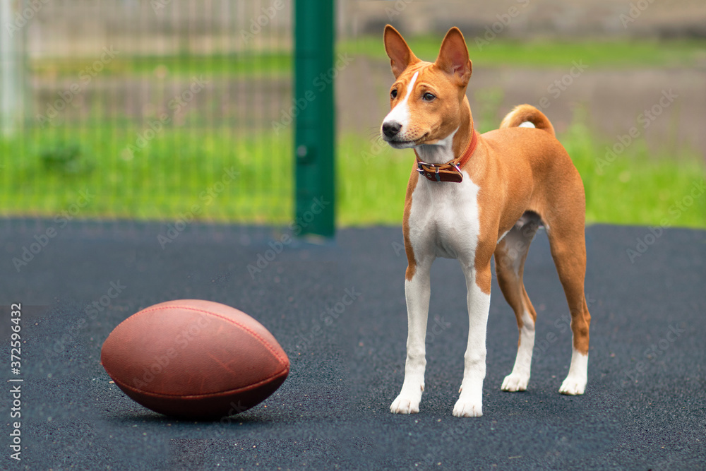 Funny happy beautiful dog is playing with American football ball on the ...