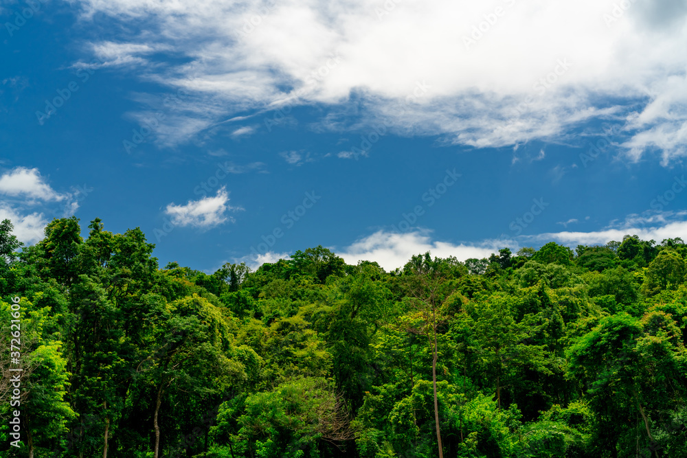 Dense green tree in the forest with blue sky and white clouds on sunny ...