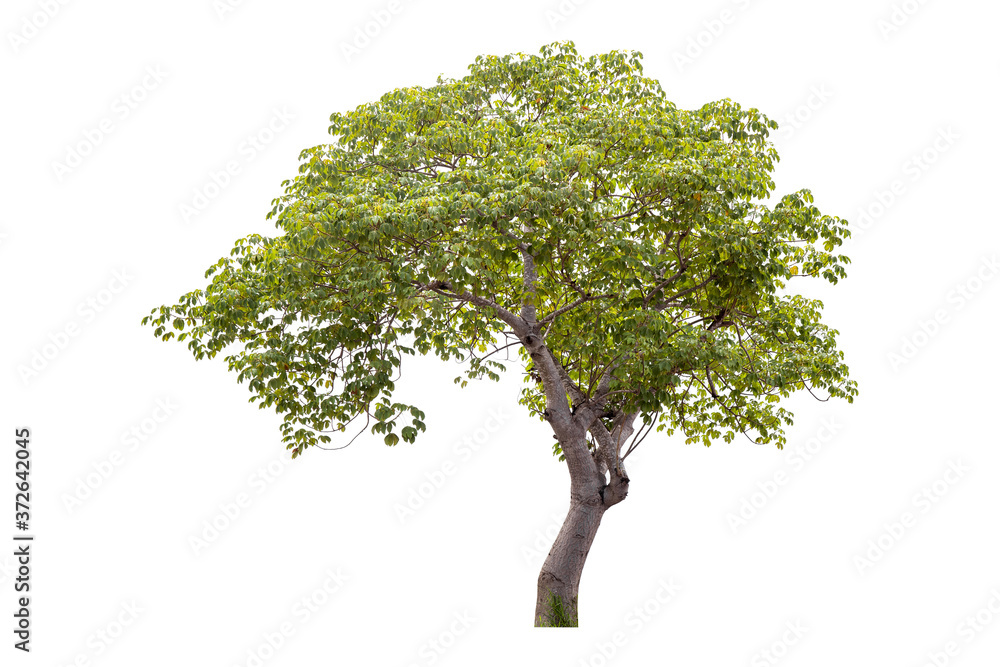 Supanniga tree (Cochlospermum regium) isolated on white background ...