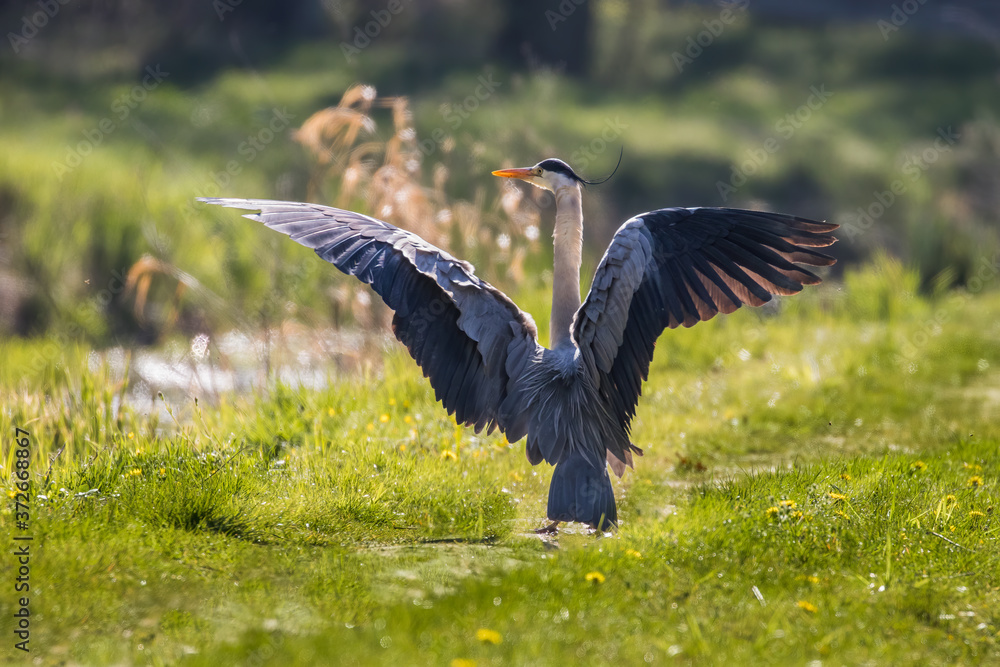 Foto de Czapla siwa Ardea cinerea na spacerze nad rzeką, duży ptak ...