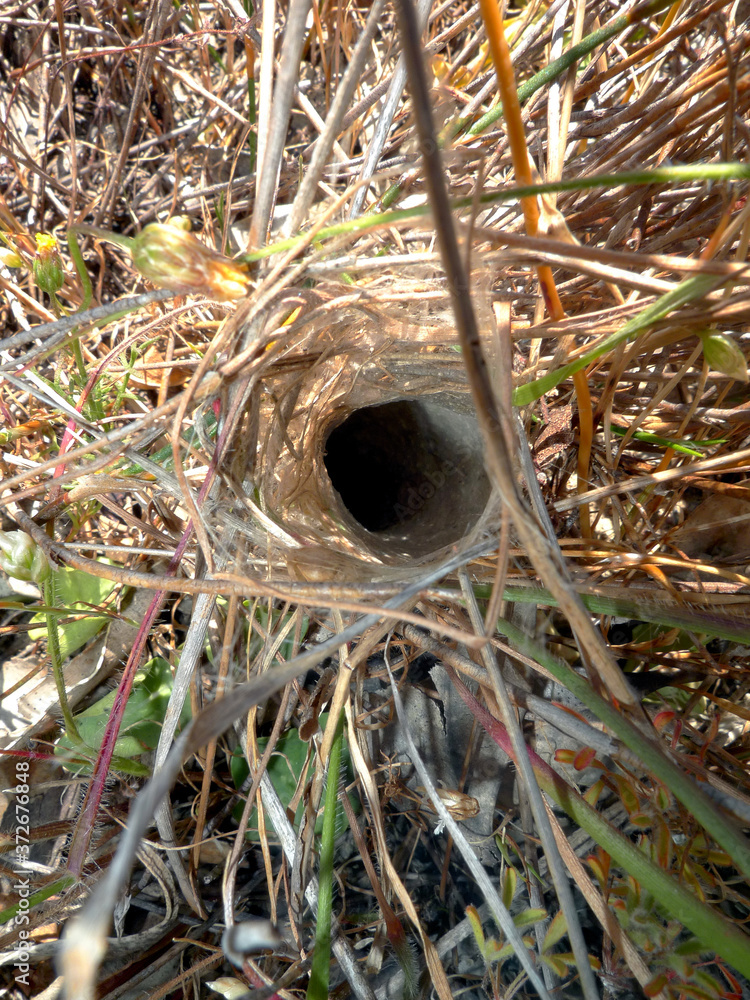 The grass funnel-web spider waits inside the funnel with its spiny legs ...