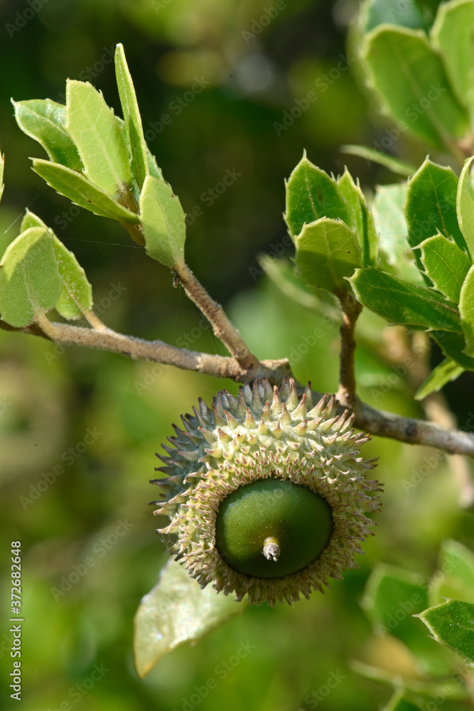 Kermes oak / Kermes-Stech-Eiche(Quercus coccifera), Fruits ...