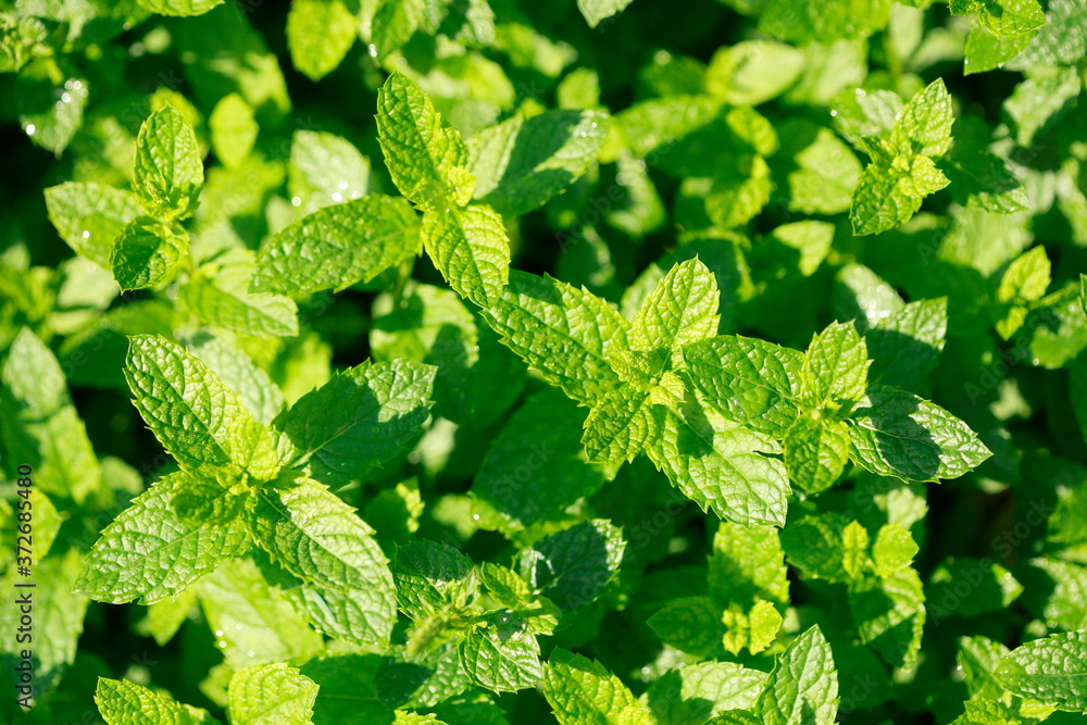 Pfefferminze (Mentha piperita) Blätter, Deutschland, Europa Stock Photo ...