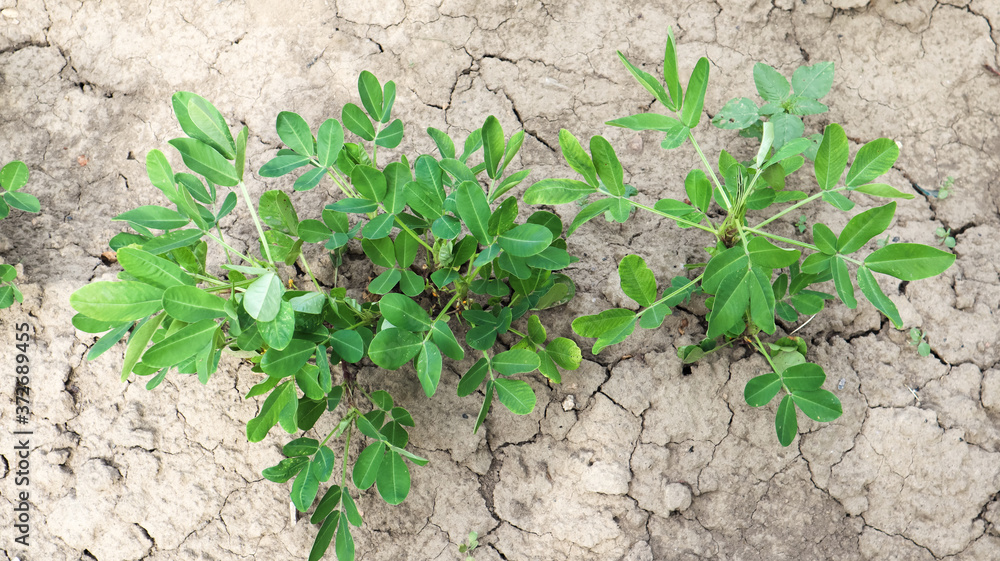 Growing Organic Peanuts Outdoor Peanut Bushes Grow In The Ground In