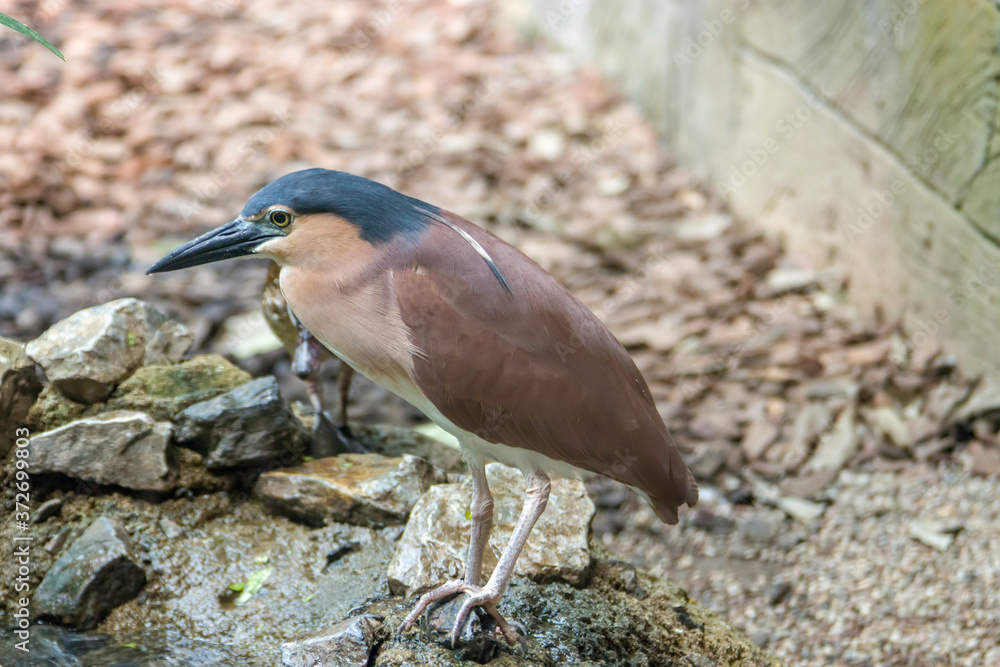 The nankeen night heron (Nycticorax caledonicus) is a heron that ...