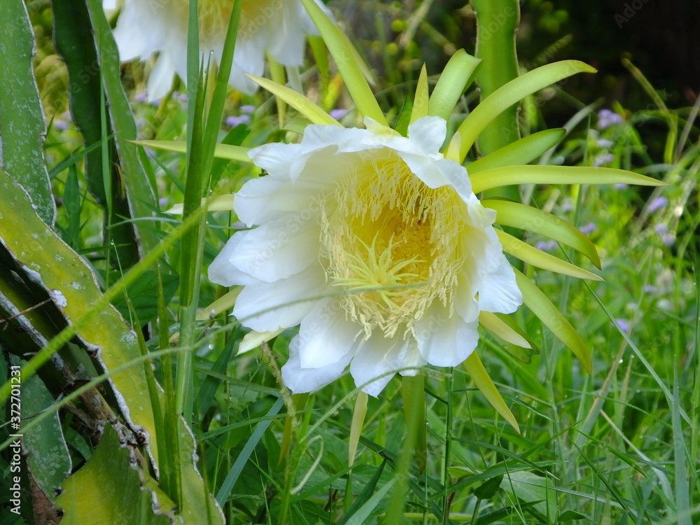 dragon fruits flower on blooming. dragon fruit. scientific name is ...