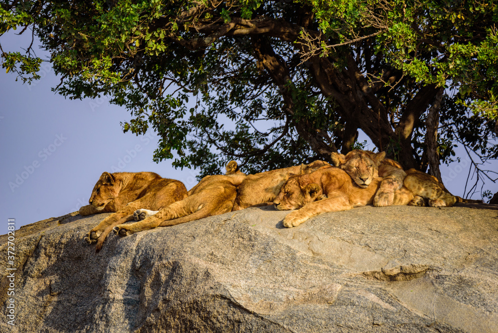 Group of young lions lying on rocks - beautiful scenery of savanna at ...