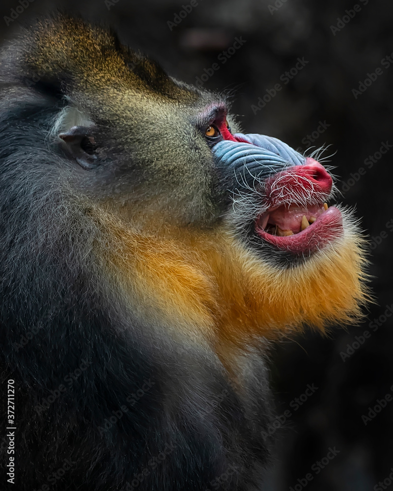 Mandrill Baboon Angry