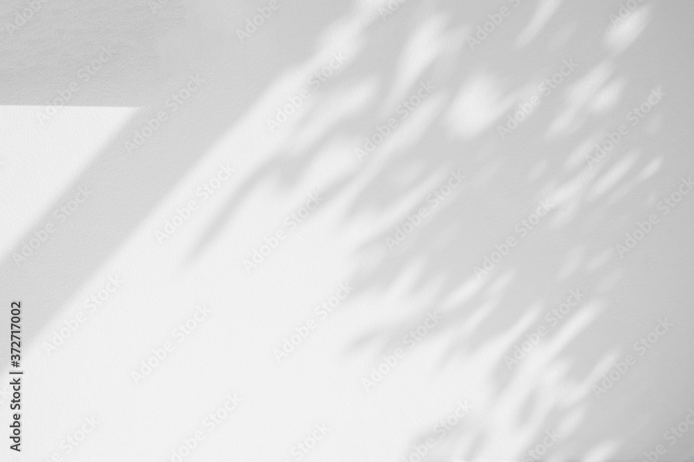 Leaves shadow and light on wall background. Natural leaves tree branch ...