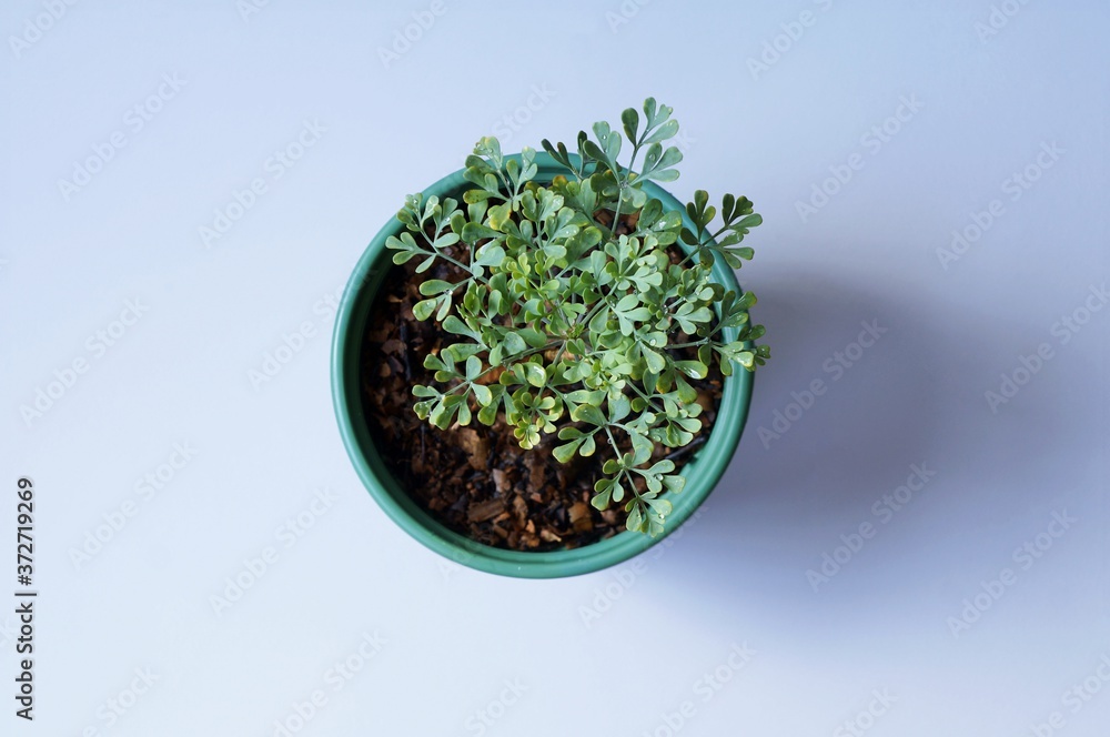 Top view of Rue plant (Ruta graveolens - Arruda plant) on white ...