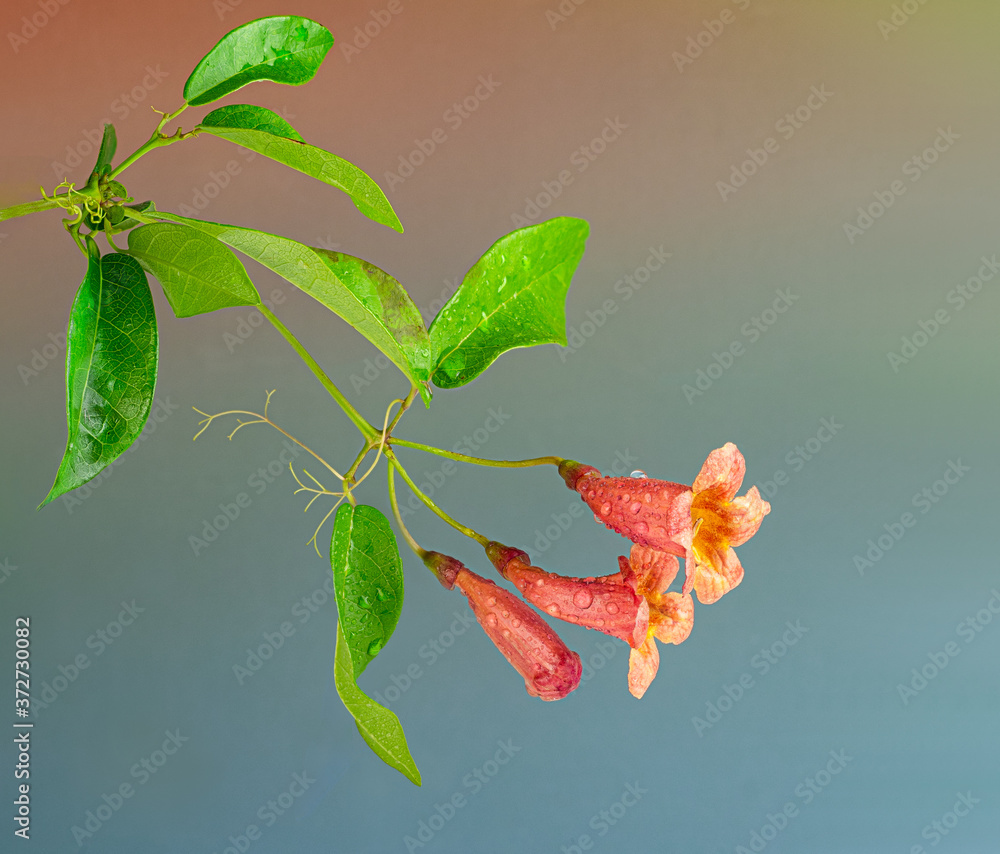 Flowers and leaves of crossvine plant (Bignonia capreolata) after a ...