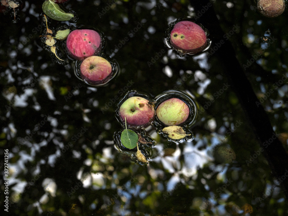 Apples floating in dark water. Focus on apples, highlights on water out ...