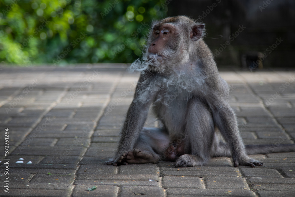 A monkey in a wild forest blows smoke from its mouth. Animals, primates ...