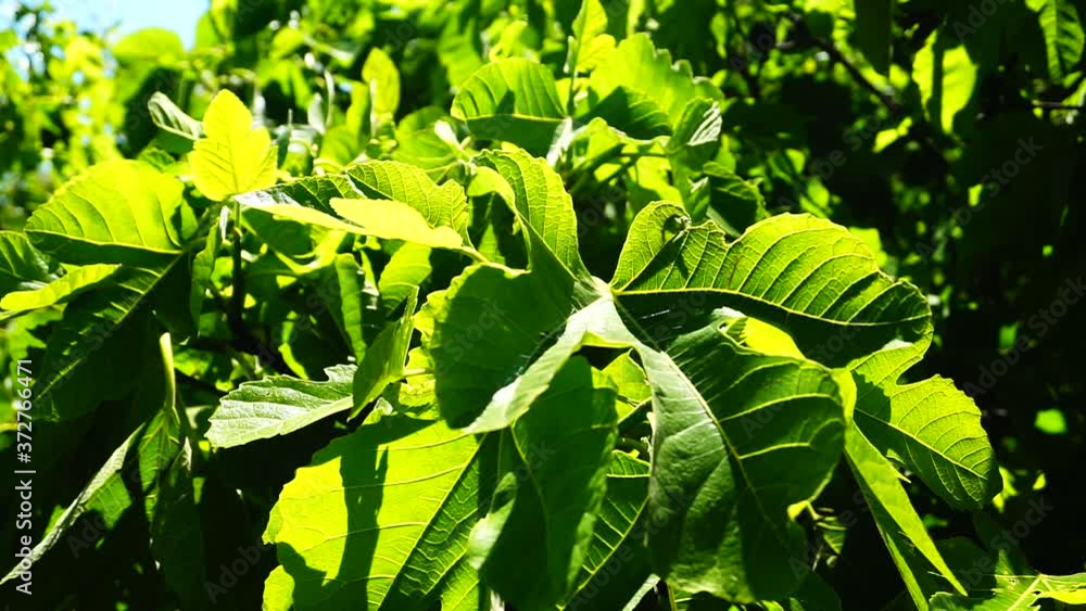 common fig (Ficus carica) seen in detail in the sun. fruit tree of ...