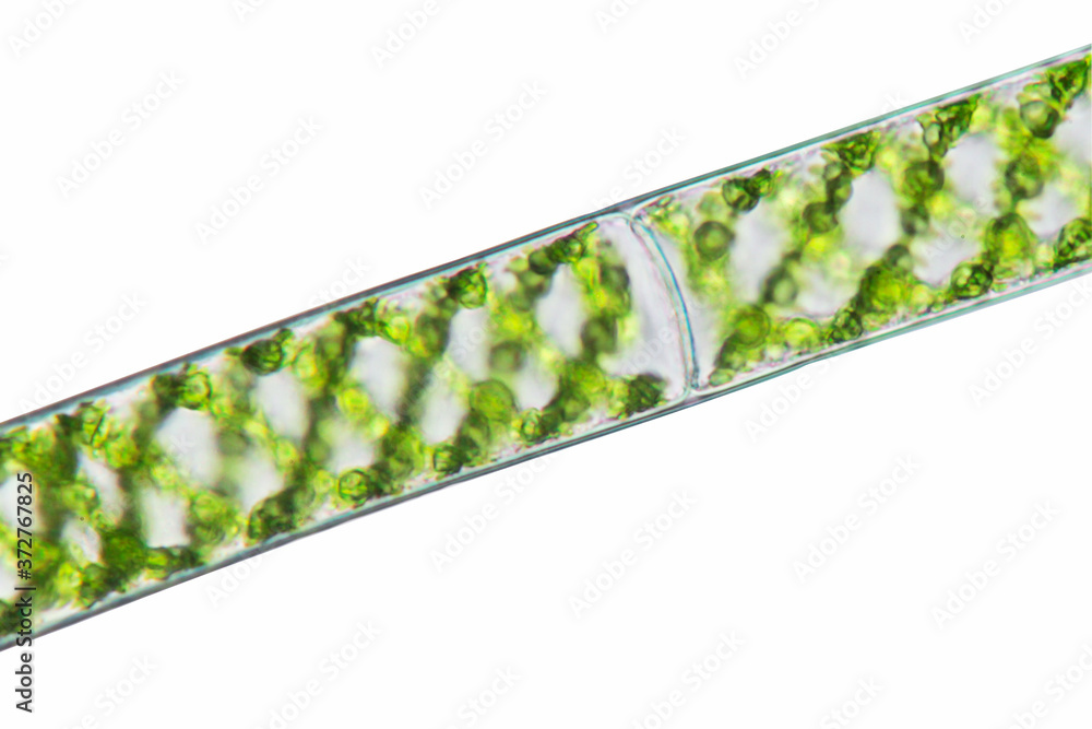 Close up beautiful algae from freshwater on white isolated background ...