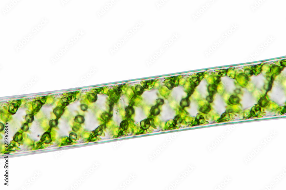 Close up beautiful algae from freshwater on white isolated background ...
