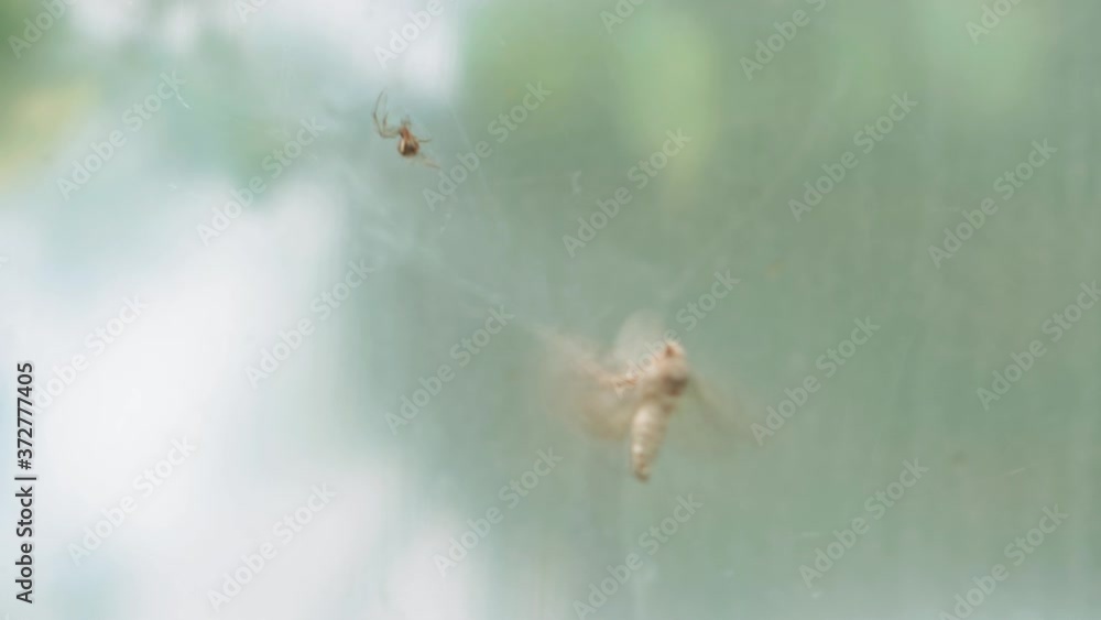 Insects, hunting, danger, strategy concept - spider is catching moth ...