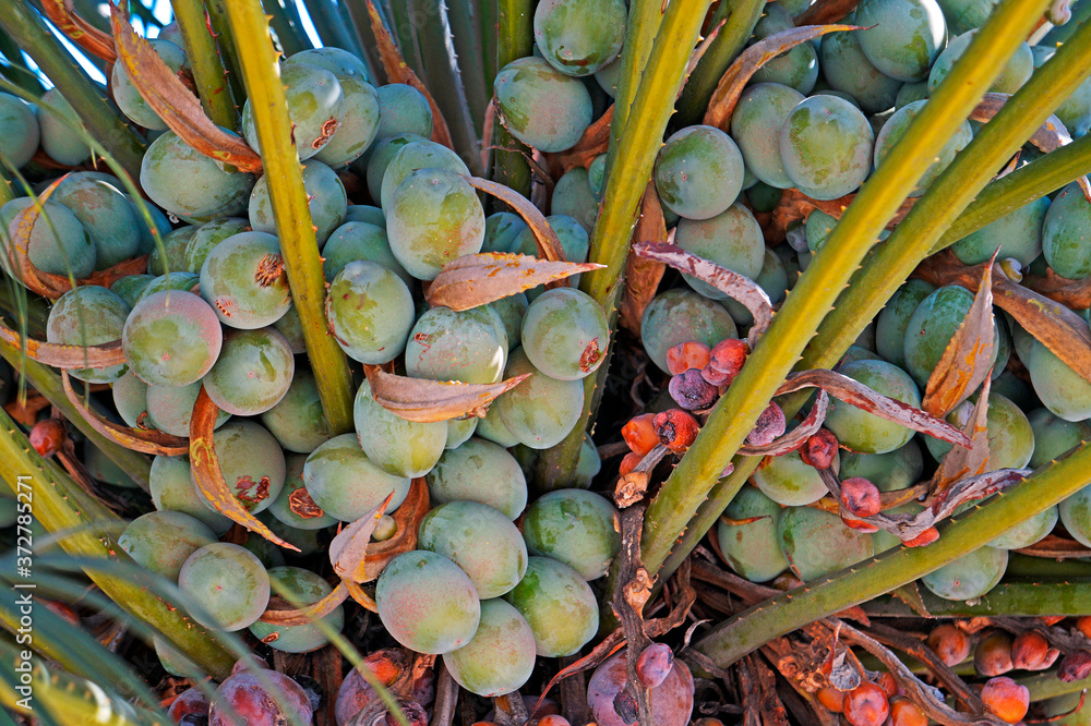 Sago palm fruits, Cycas revoluta Stock Photo | Adobe Stock
