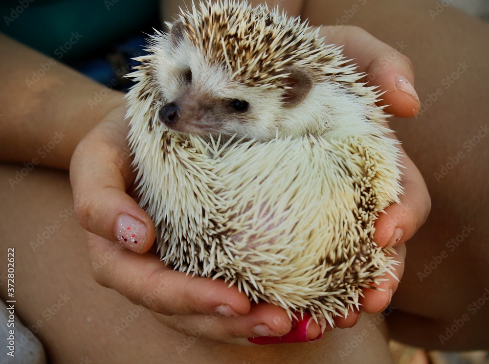 Linus the hedgehog animal wild cute Stock Photo | Adobe Stock