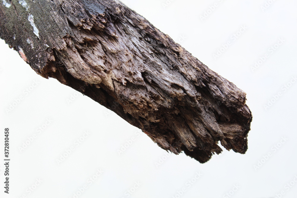 Old rotten wood of a rotten tree. Weathered trees are destroyed ...