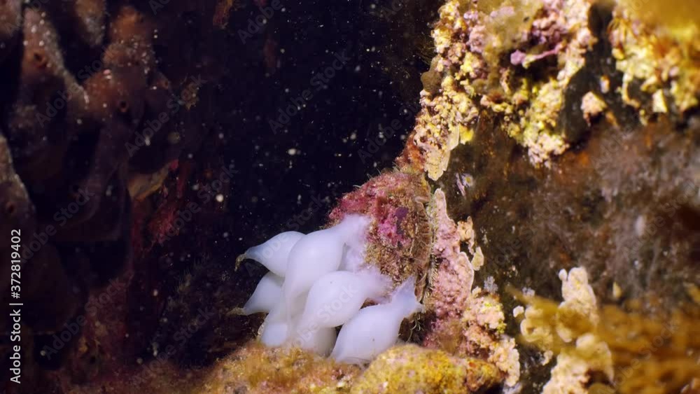 Giant Australian Cuttlefish Sepia apama Migration Whyalla South ...
